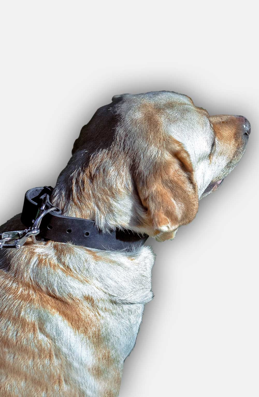 What Is The Best Collar For A Labrador